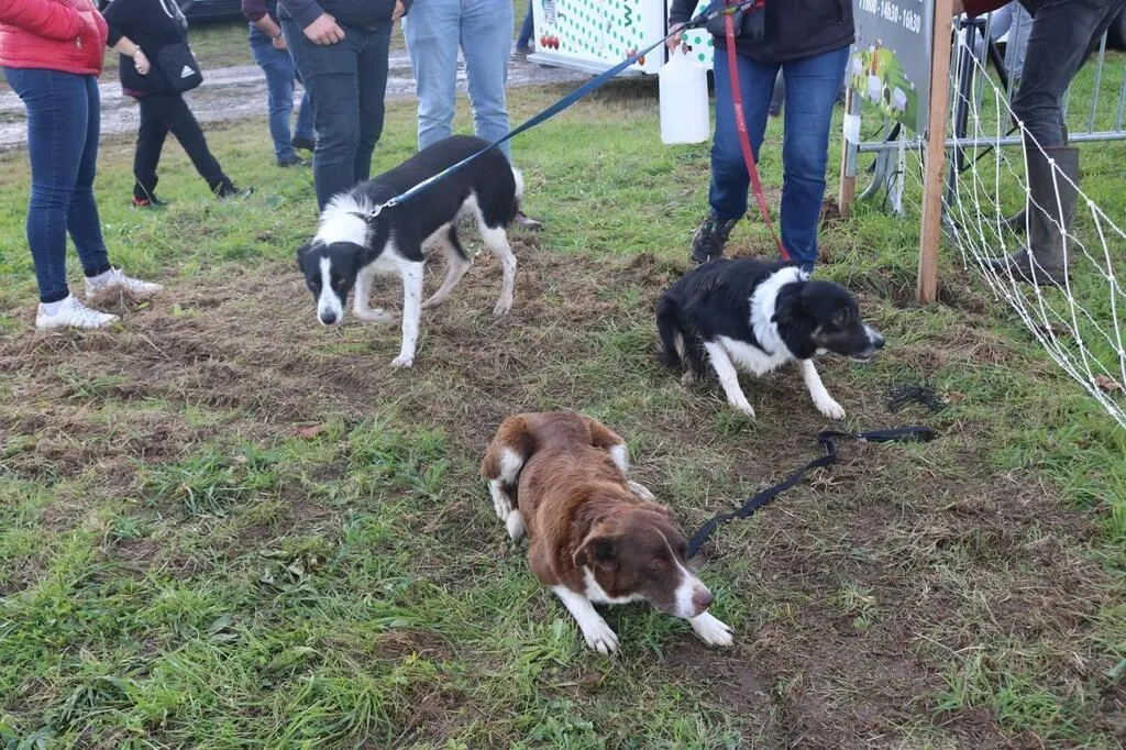 « On aurait du mal à le voir finir sur un canapé » : ces borders ...