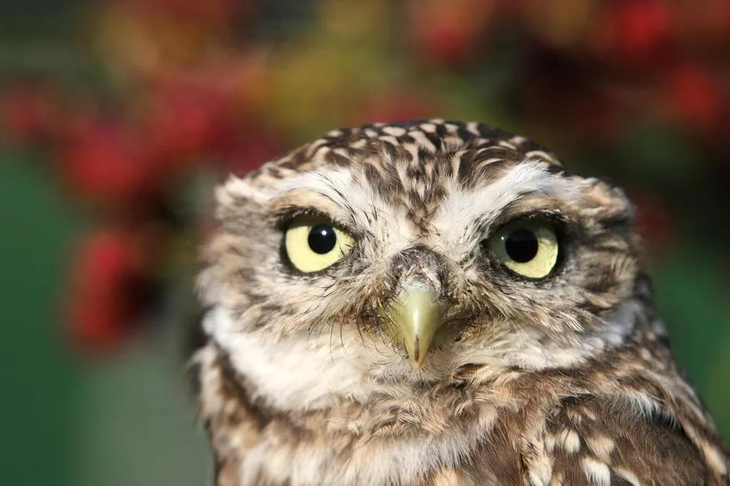 CARTE. Voici les 19 projets et sites naturels soutenus par le 2e Loto ...