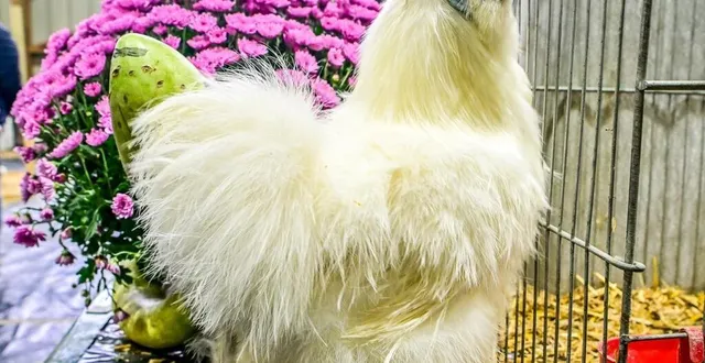 EN IMAGES. Étonnants, mignons… Les animaux de la basse-cour se laissent ...