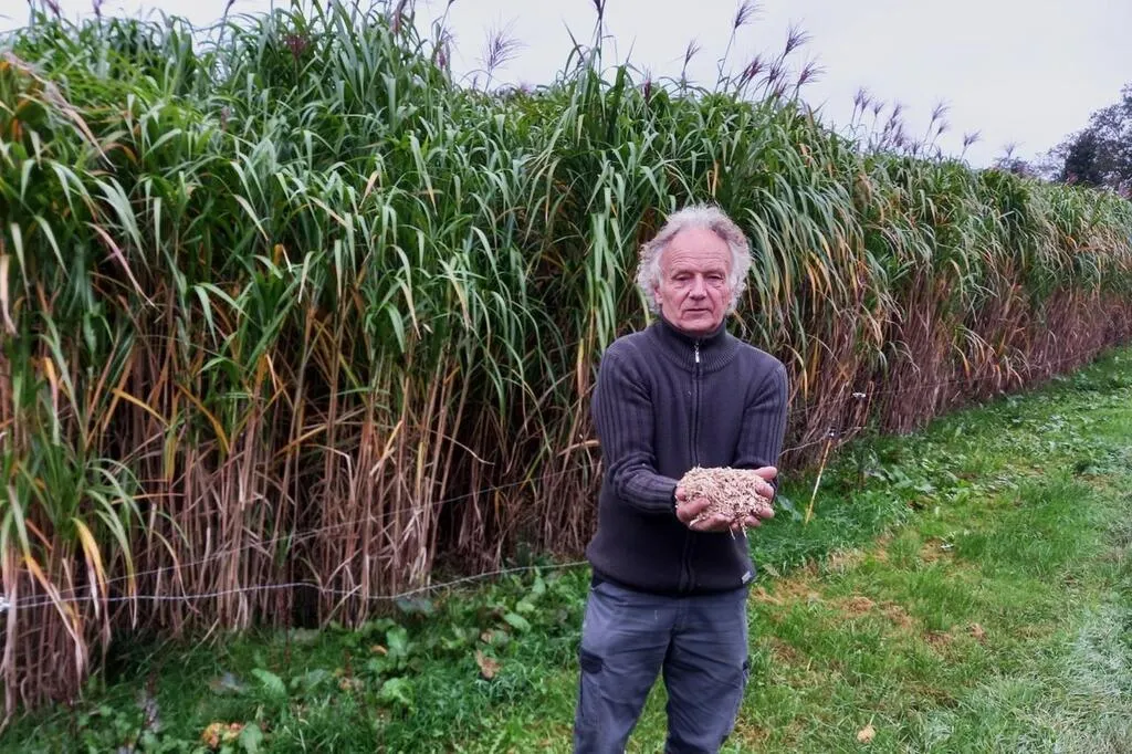 Près de Caen, il cultive du miscanthus, une ressource naturelle ...