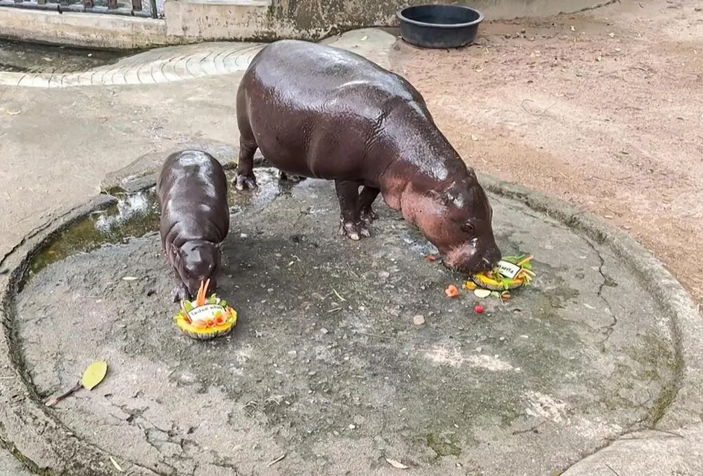 Un petit hippopotame pygmée, une espèce menacée, est né au zoo d ...
