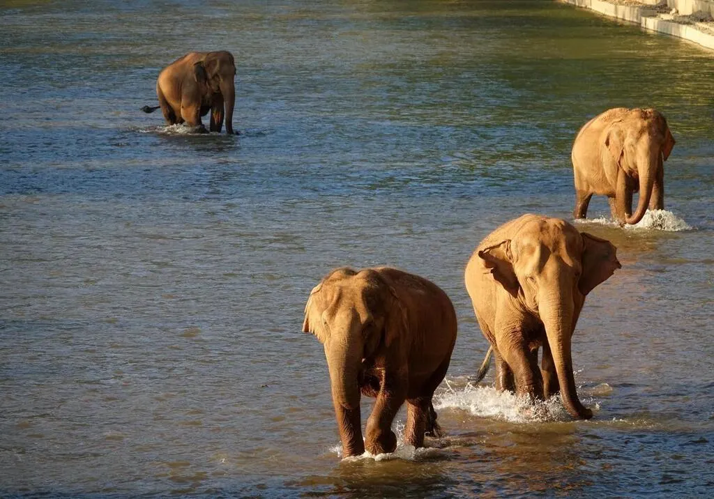 Dix éléphants meurent en trois jours après avoir mangé du millet ...