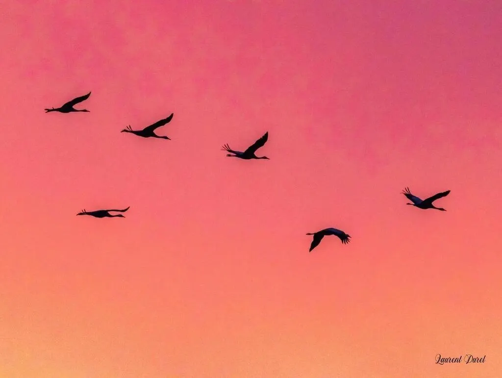 « Un lieu d’échange » : le club de photographes amateurs Laval image ...