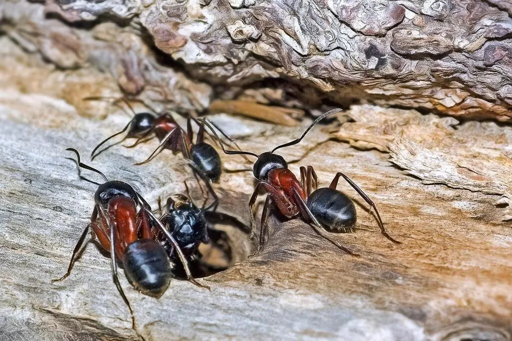 « L’une des pires espèces au monde » : un second foyer de fourmis ...