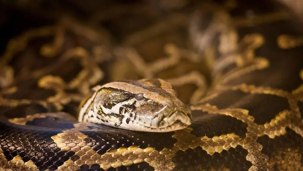 Un gigantesque serpent filmé en train de « sauter » au visage d’une ...