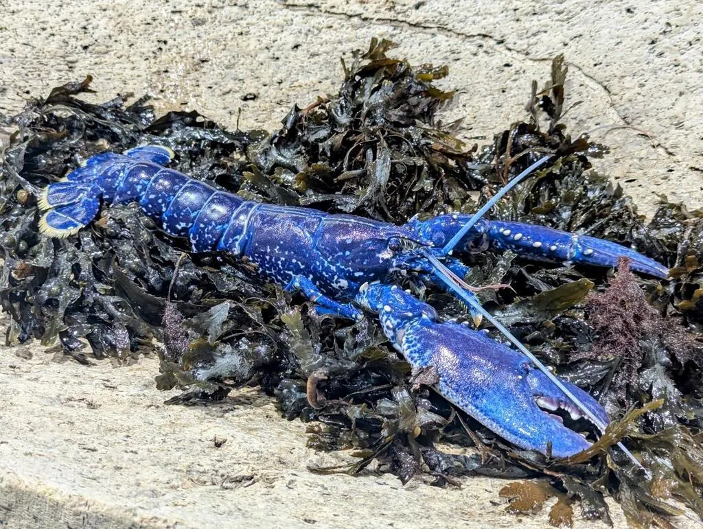 « Ce spécimen est exceptionnel »: en Normandie, un homard bleu ...
