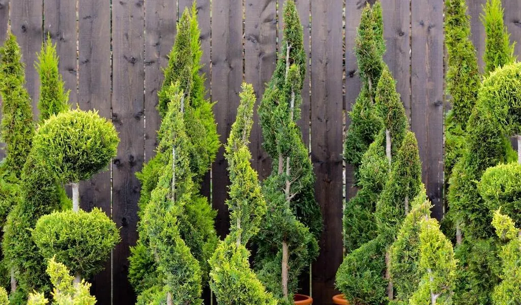 Quel arbre sera le prochain dans votre jardin ? Douze conifères à ...