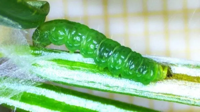 Comment cette minuscule chenille appelée la « mineuse du sapin » menace le roi des forêts ...