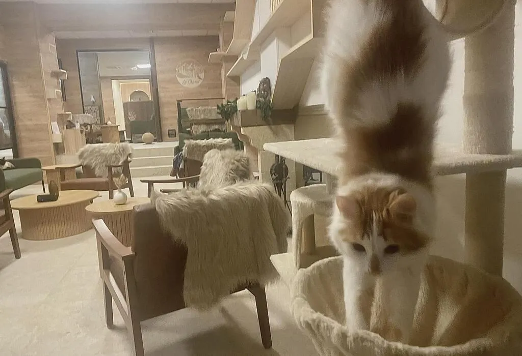 «Ils adorent les câlins !» Dans ce bar de La Roche où les chats sont ...