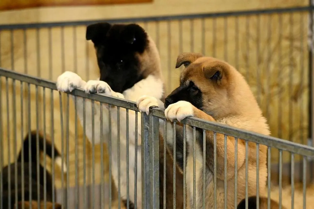 ENTRETIEN. Comment agir en faveur de la protection des animaux au ...