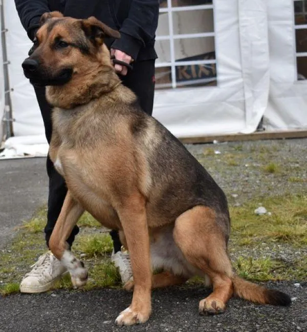 Le chien au caractère en or Syrius attend ses nouveaux maîtres à la ...