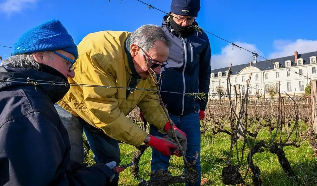 Food Angers : ils apprennent à tailler la vigne pour mieux savourer le ...