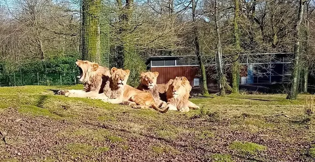 Cinq lions, deux serpents et une panthère… Le zoo de Jurques rouvre ...