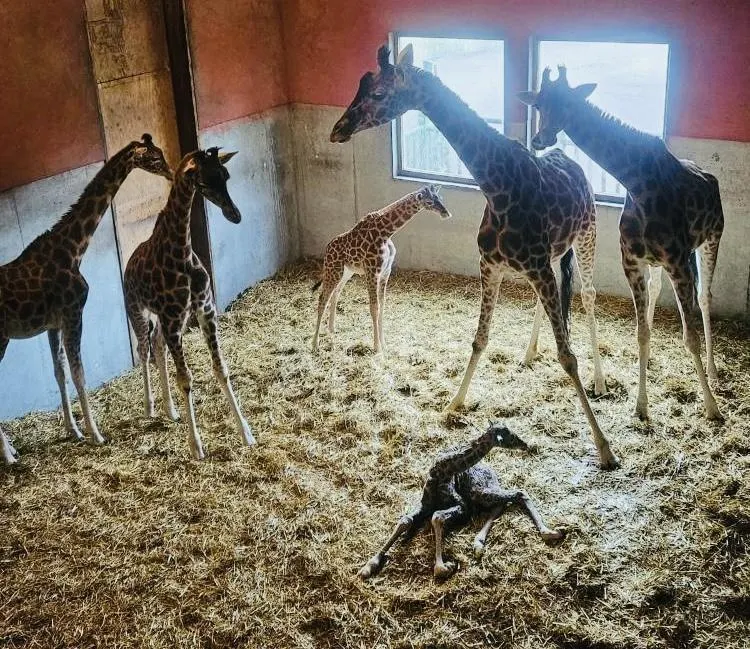 Deux girafons, Luesa et Inaya, sont nés cet hiver au Zoo de Champrépus - Le Mans.maville.com