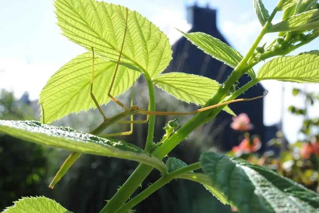 ENTRETIEN. « Le phasme gaulois profite du réchauffement climatique ...