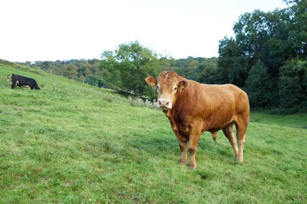 « Il devenait dangereux » : un taurillon s’échappe en Vendée, il est ...