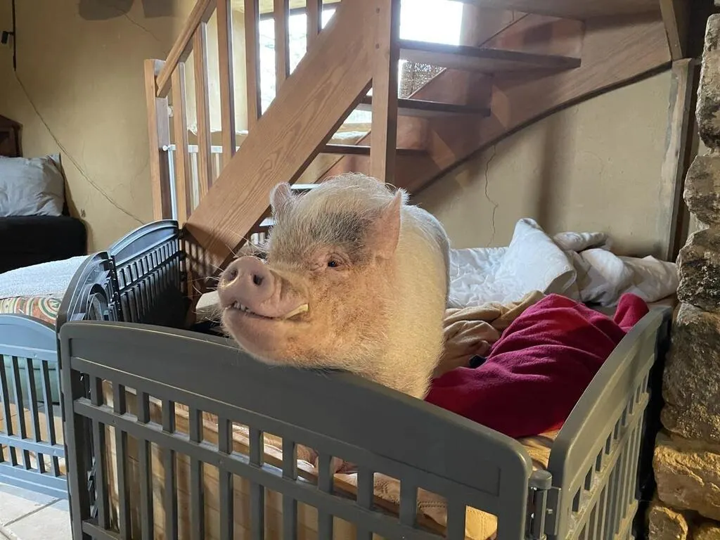 EN IMAGES. En Bretagne, elle vit avec Gustave et Léon, ses deux cochons ...