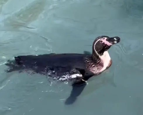 « Une vraie colonie avec espoir de reproduction » : le zoo de Jurques ...