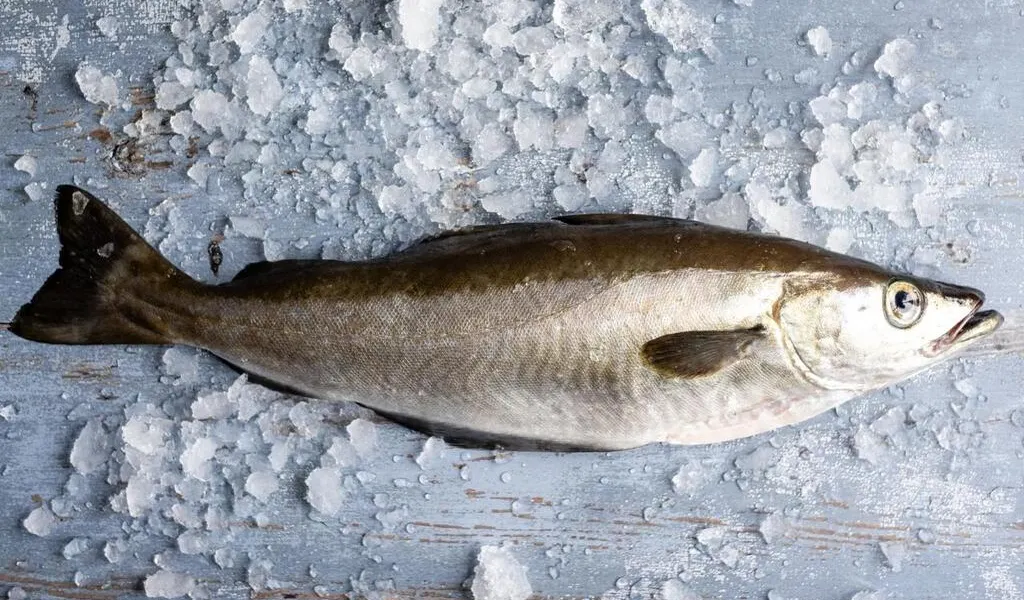 Comment choisir et cuisiner le lieu jaune ? Trois questions sur ce ...