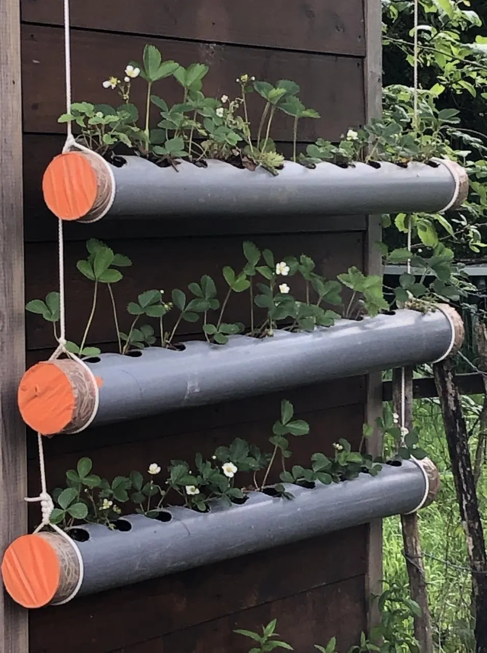 Comment cultiver des fraises dans un petit espace ? Quatre méthodes ...
