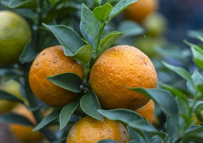 Les oranges, douces ou amères : tout savoir sur ce délicieux fruit ...
