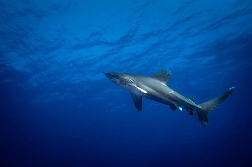 Deux cachalots filmés en train de protéger un plongeur menacé par un ...