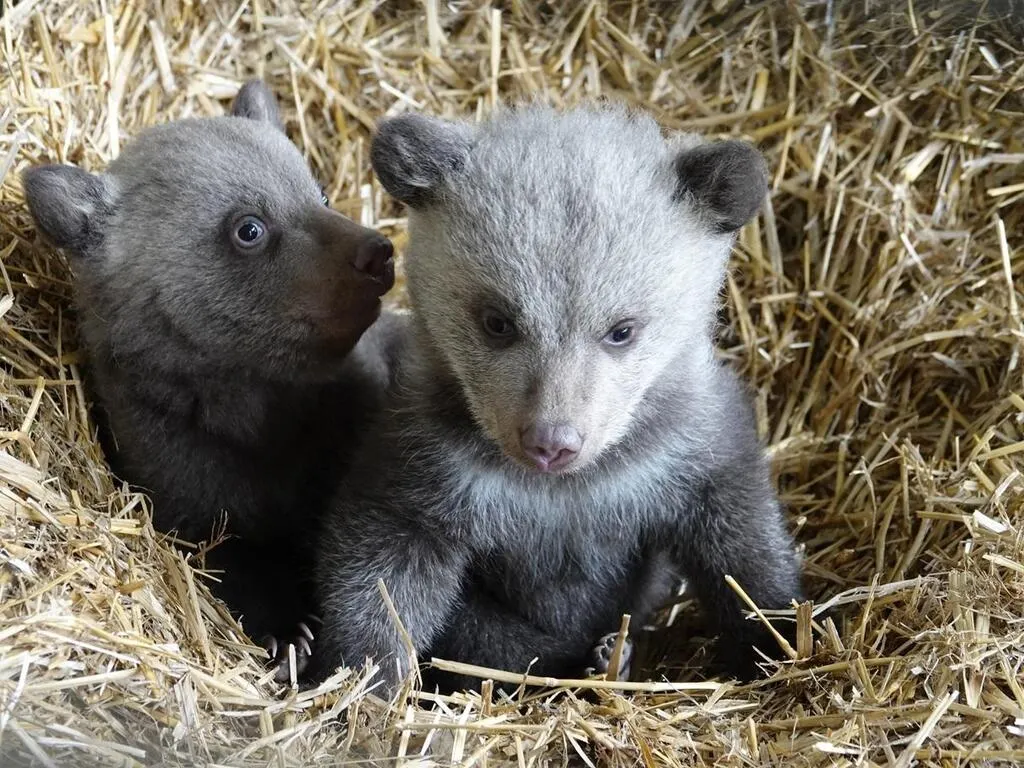 Carnet rose : Meya a mis au monde deux oursons au zoo de La Boissière ...