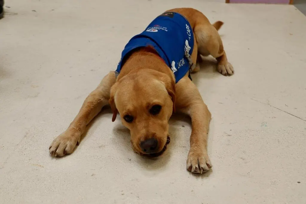 REPORTAGE. Dans cette classe de Segpa, les élèves cohabitent avec Van ...