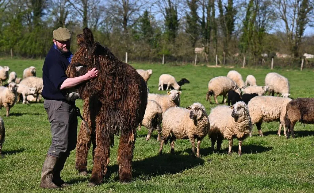 « On l’a déjà vue courser des renards » : cette ânesse protège les ...