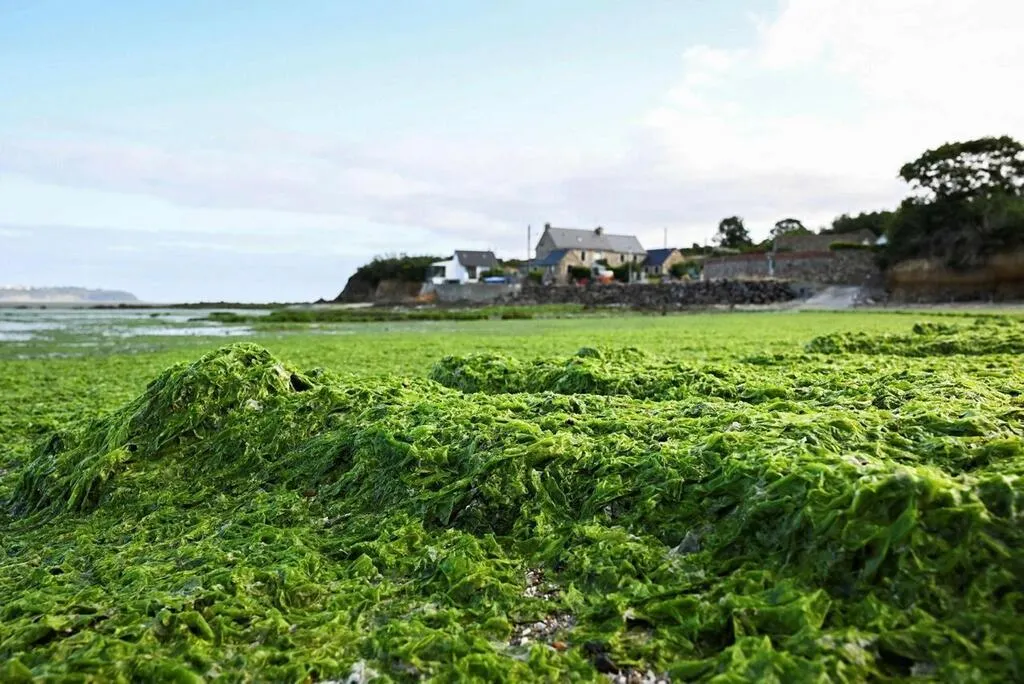 L’interdiction d’accès au public se prolonge sur cette plage bretonne polluée par les algues ...