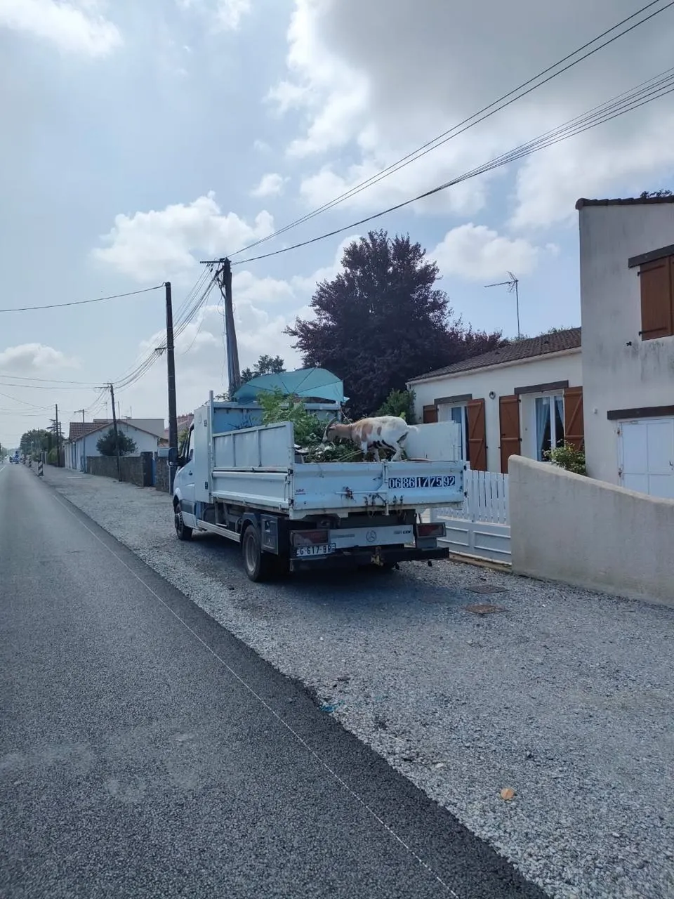La chèvre de Monsieur Porcher… parade à Pornic - Saint-Nazaire.maville.com