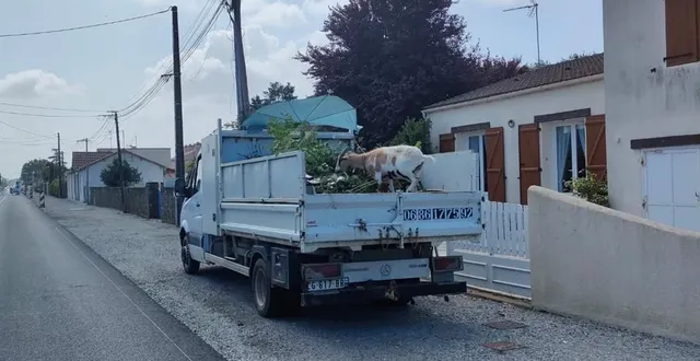 La chèvre de Monsieur Porcher… parade à Pornic - Saint-Nazaire.maville.com