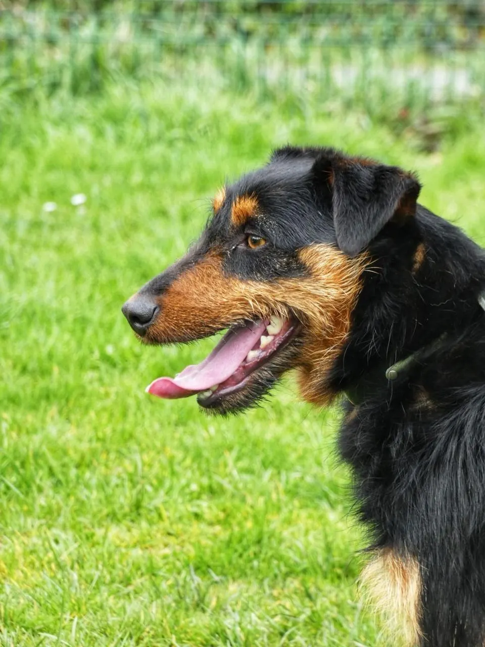 À la SPA de Concarneau, Dior et Uragan cherchent une famille - Quimper.maville.com