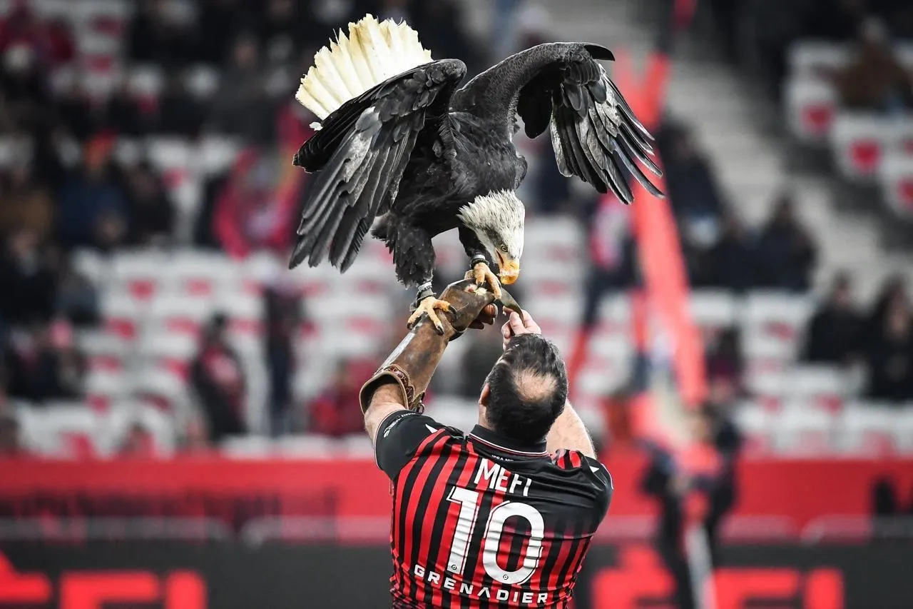 Tradition, superstition, vol avant les matches… L’aigle, trait d’union entre Nice et Benfica ...