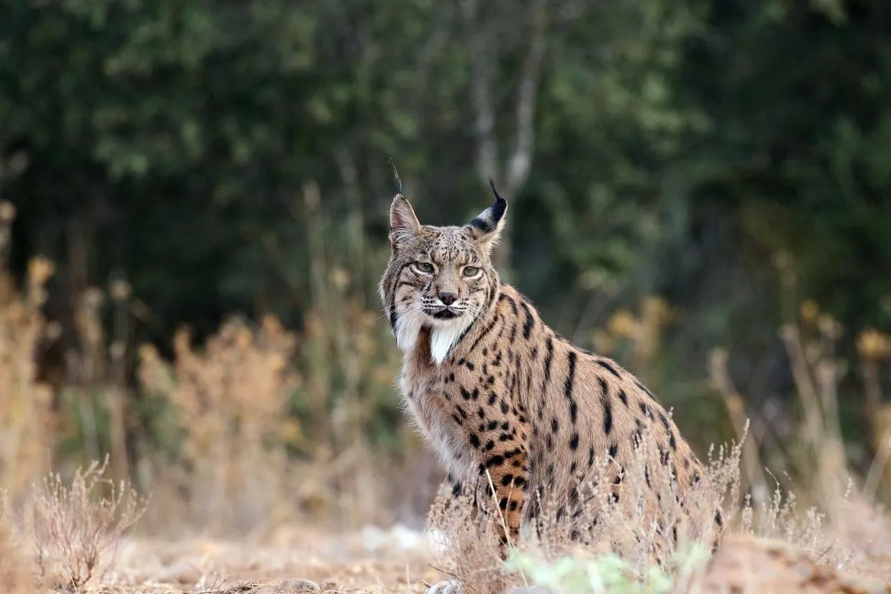 Le lynx bientôt de retour en Angleterre ? - Grasse.maville.com
