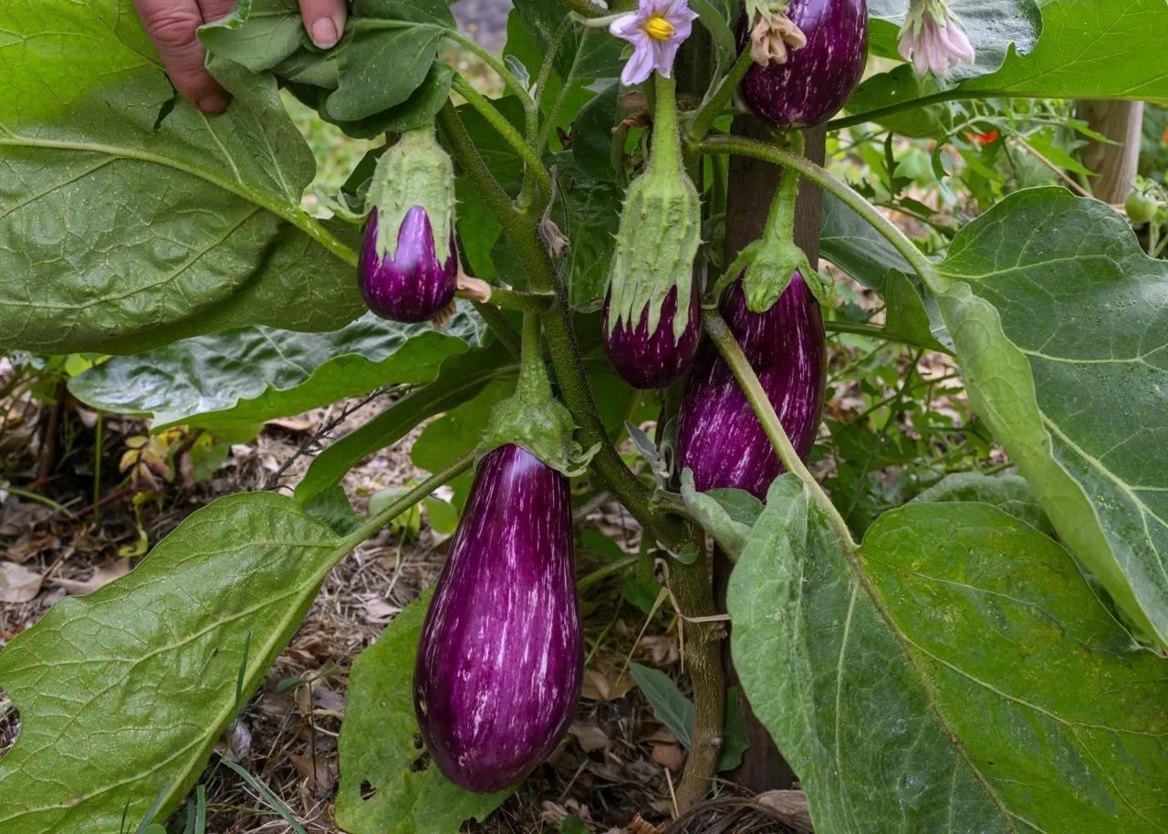 Comment cultiver l’aubergine : nos conseils pour ce légume exigeant ...