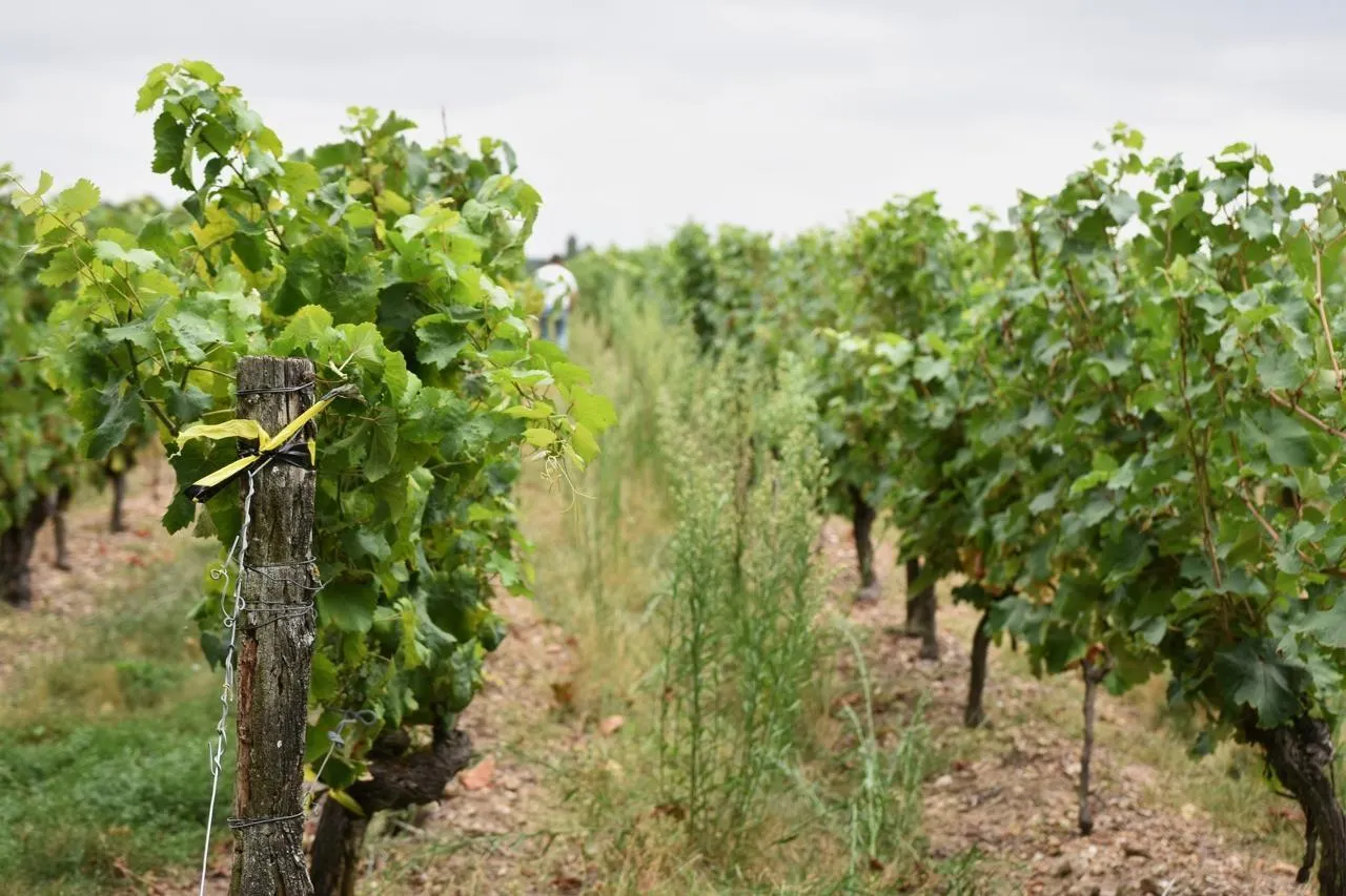 REPORTAGE. Les vignerons d’Anjou Saumur mobilisés contre « la maladie ...
