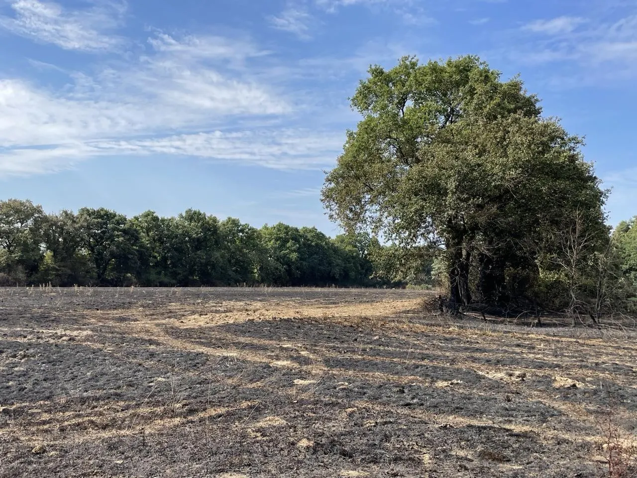 Vingt hectares incendiés : un départ de feu suspect, la piste criminelle n’est pas écartée ...