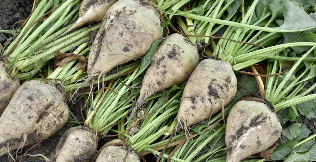La majorité des betteraves cultivées en France est-elle vraiment ...