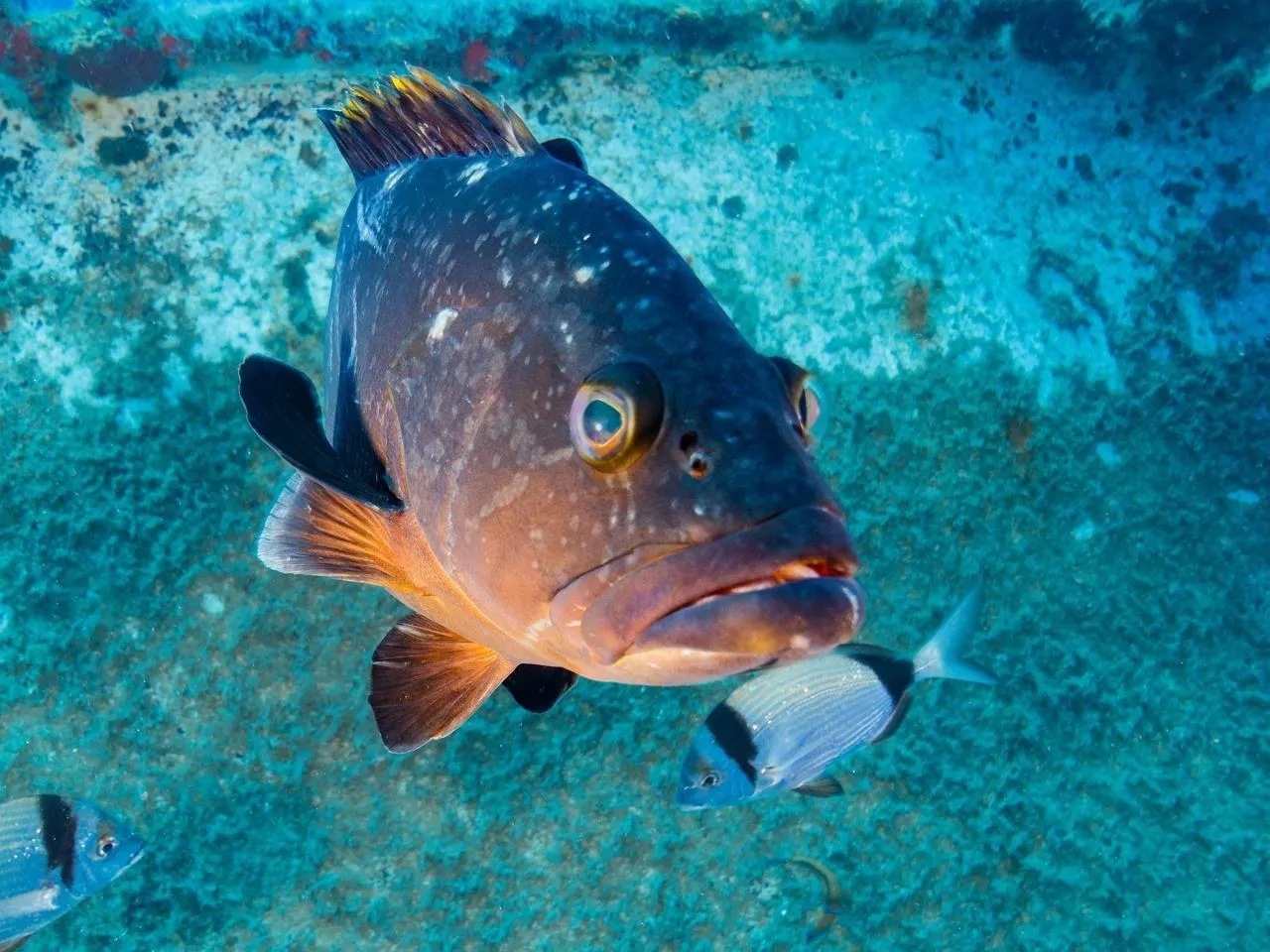 « Il ne me quitte pas » : ce plongeur s’est pris d’amitié pour un ...