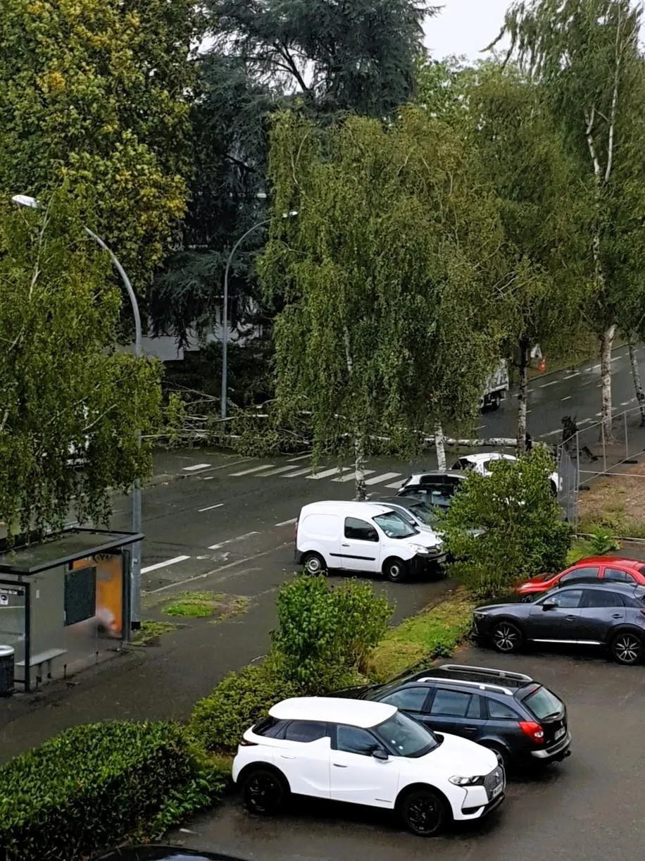 Alerte au vent dans le Maine-et-Loire : un arbre se retrouve couché au ...