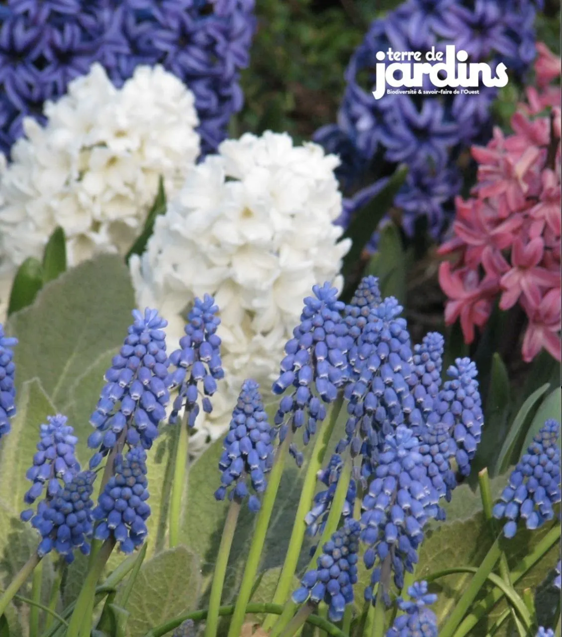 VIDÉO. C’est le moment de planter les bulbes de printemps : mais à ...