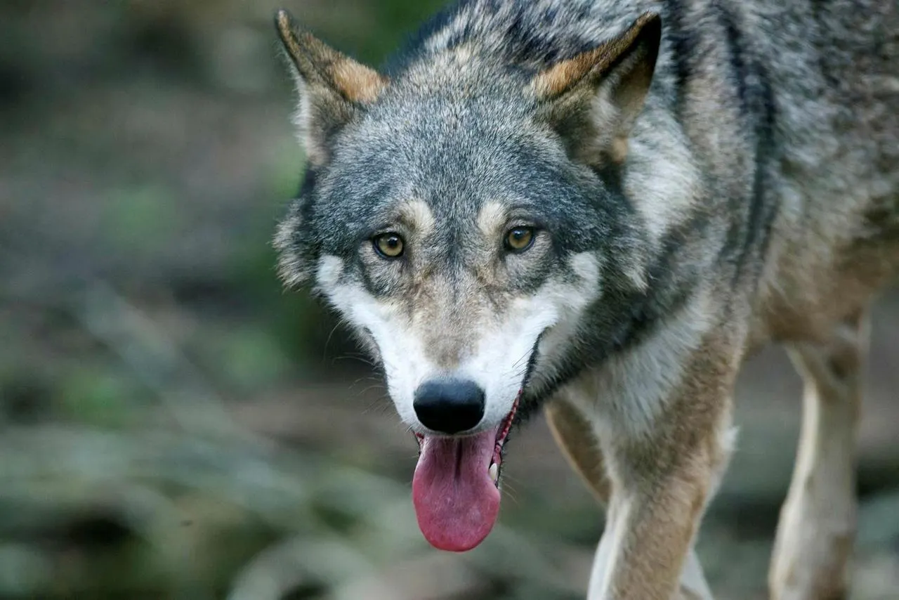 CARTES. Nombre d’attaques, bétail tué… Ce que l’on sait de la prédation ...