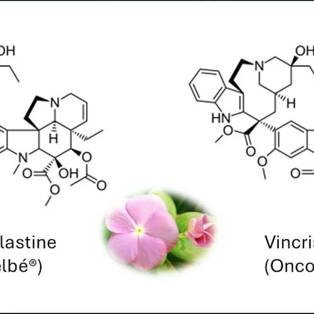 Comment une fleur tropicale toute simple est devenue l’arme secrète et ...