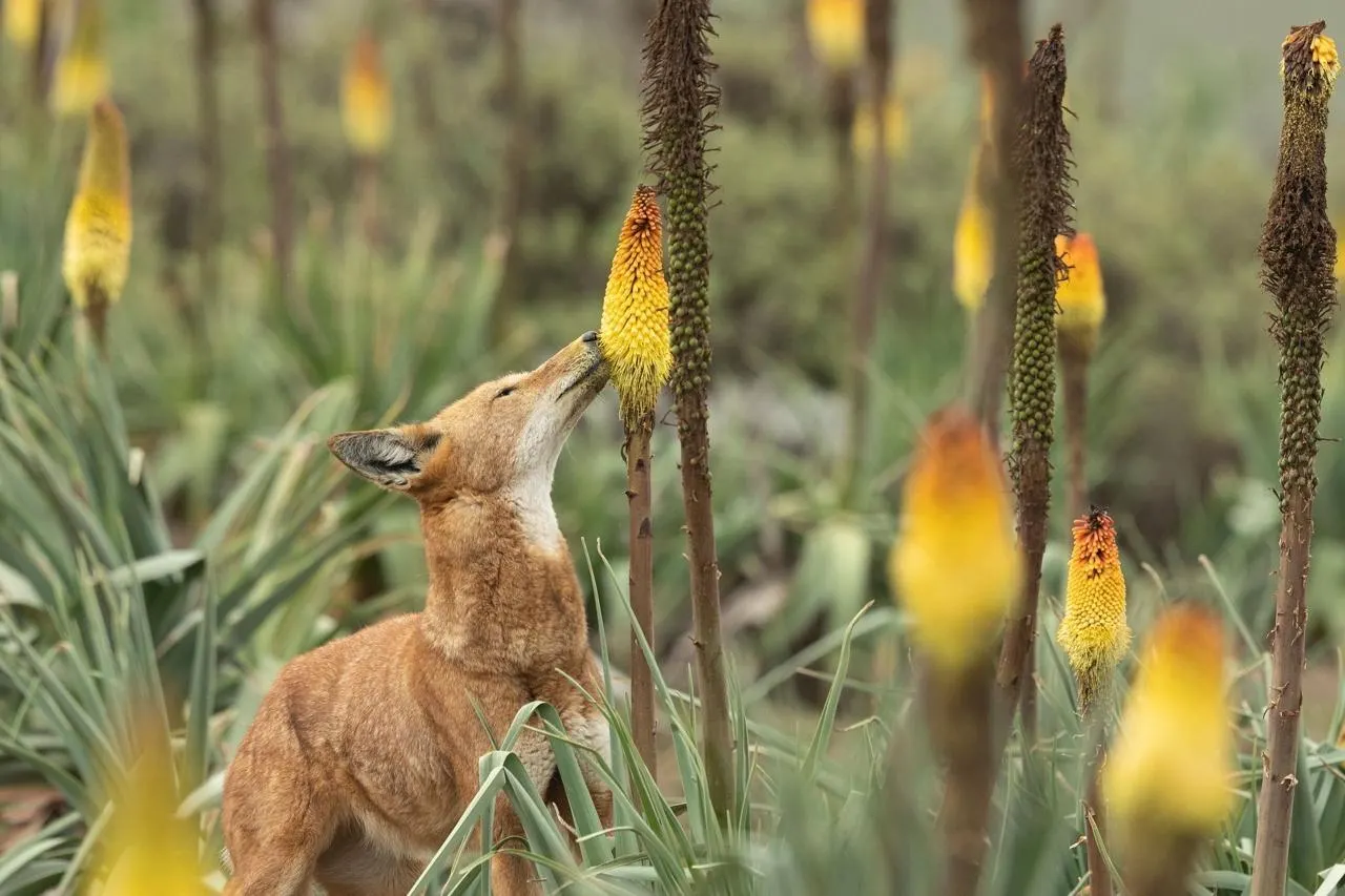 « Des images rares au cinéma » : une avant-première, à Divatte-sur-Loire, pour découvrir un ...