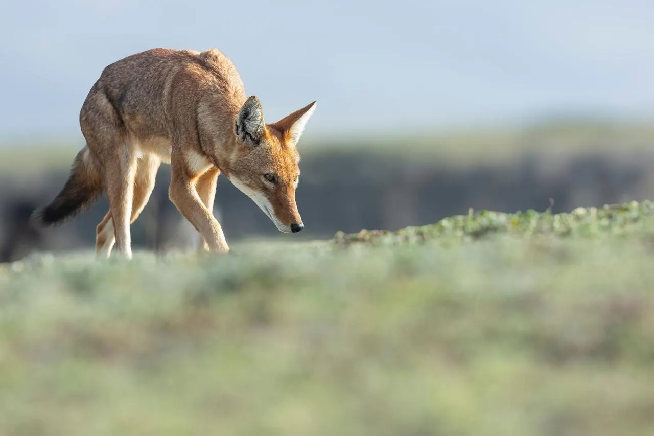 « Des images rares au cinéma » : une avant-première, à Divatte-sur-Loire, pour découvrir un ...