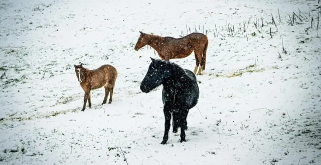 50 départements en vigilance : va-t-il neiger ce jeudi 20 novembre 2025 ...